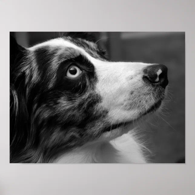Australian Shepherd Poster | Zazzle