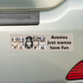 Australian Shepherd Puppies Bumper Sticker | Zazzle