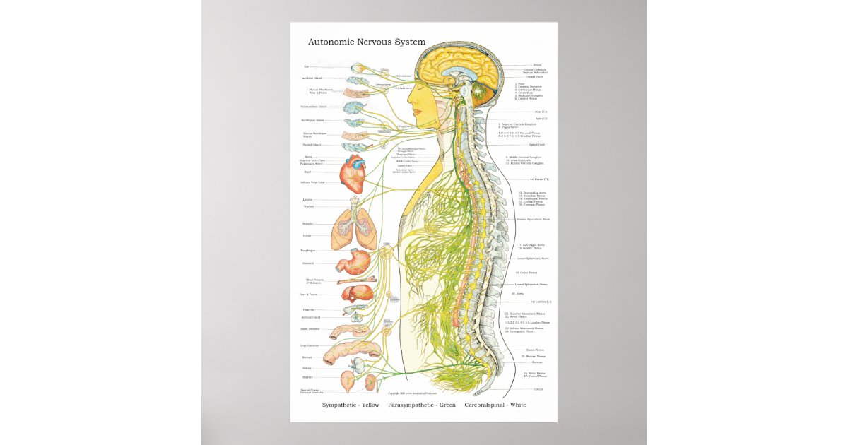 Autonomic Nervous System Chiropractic ANS Poster | Zazzle
