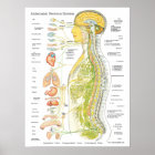 Nervous System Spinal Nerves Chiropractic 24 X 36 Poster | Zazzle.com