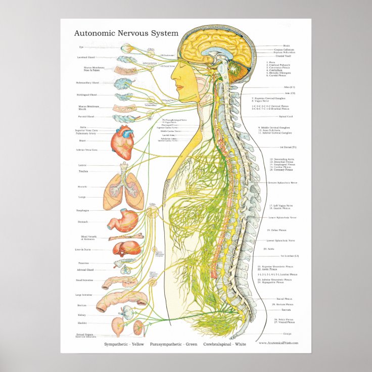 Autonomic Nervous System Chiropractic Poster | Zazzle