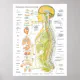 Autonomic Nervous System Chiropractic Poster | Zazzle