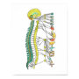 Autonomic Nervous System Poster | Zazzle