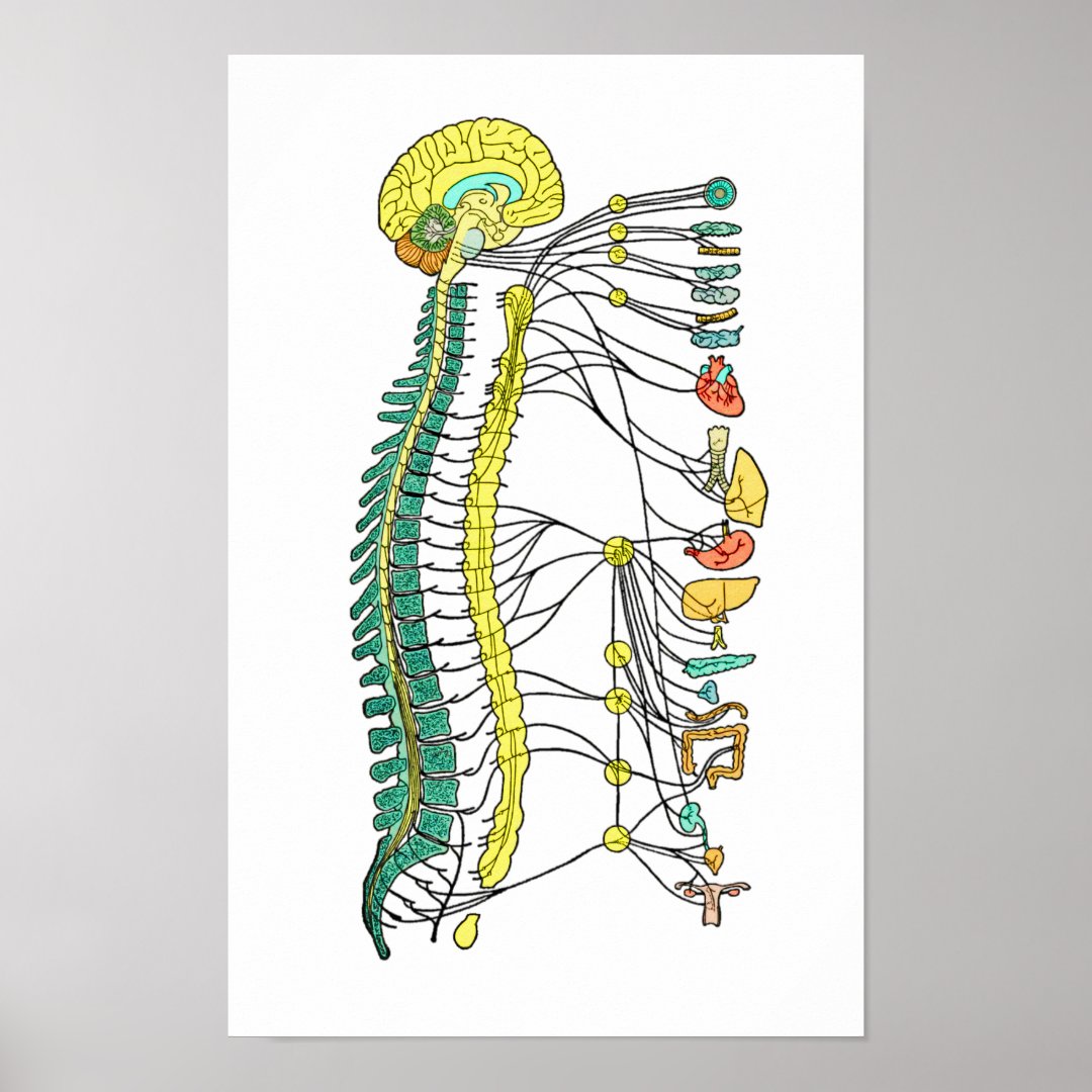 Autonomic Nervous System Poster | Zazzle