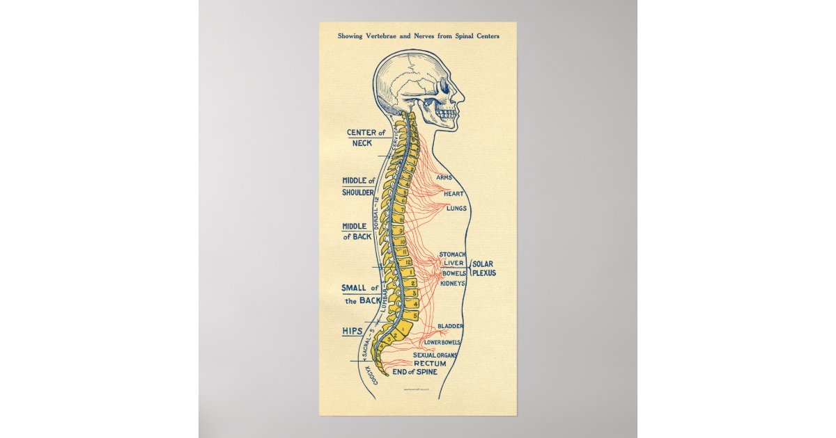 Autonomic Nervous System Spinal Nerves Poster | Zazzle