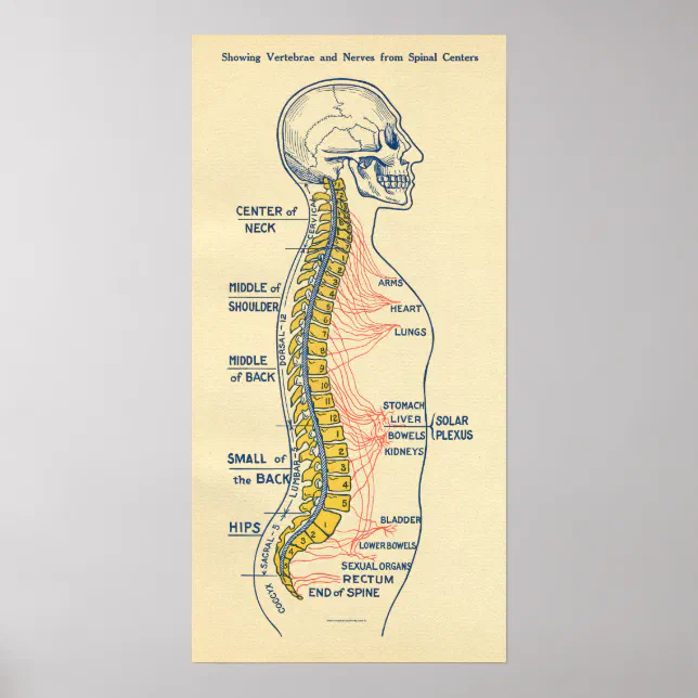 Autonomic Nervous System Spinal Nerves Poster | Zazzle