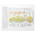 Autonomic Nervous System Tear Off Pad | Zazzle
