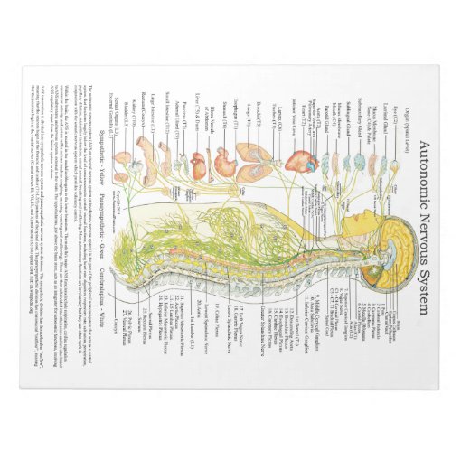 Autonomic Nervous System Tear Off Pad | Zazzle