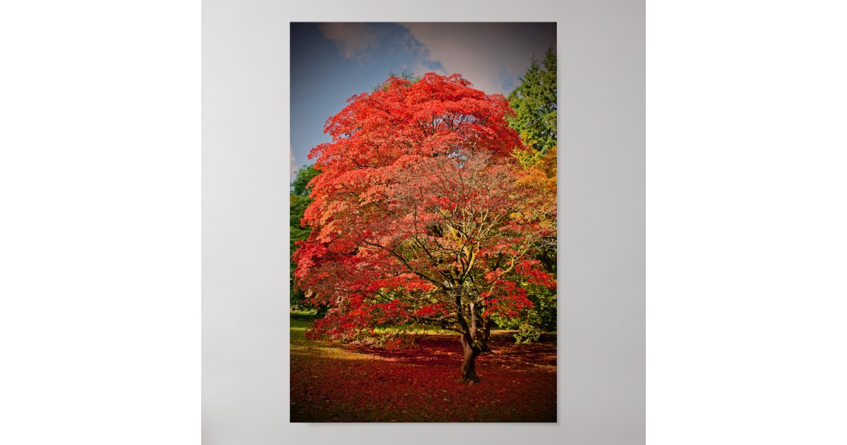 Autumn Acer Tree Westonbirt Arboretum Cotswolds Poster | Zazzle