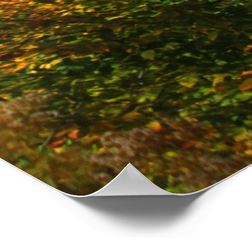 Autumn Foliage Poster | Zazzle