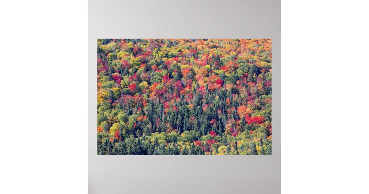 Autumn Forest Landscape Poster | Zazzle