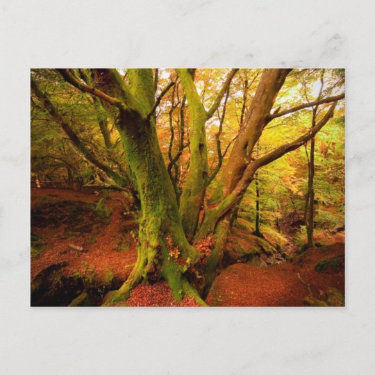 Autumn Forest Postcard | Zazzle.com