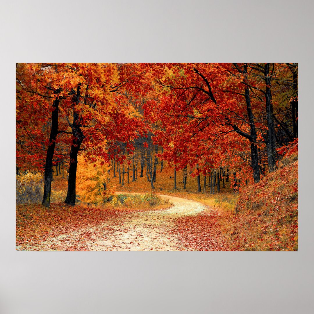 Autumn Forest Poster | Zazzle