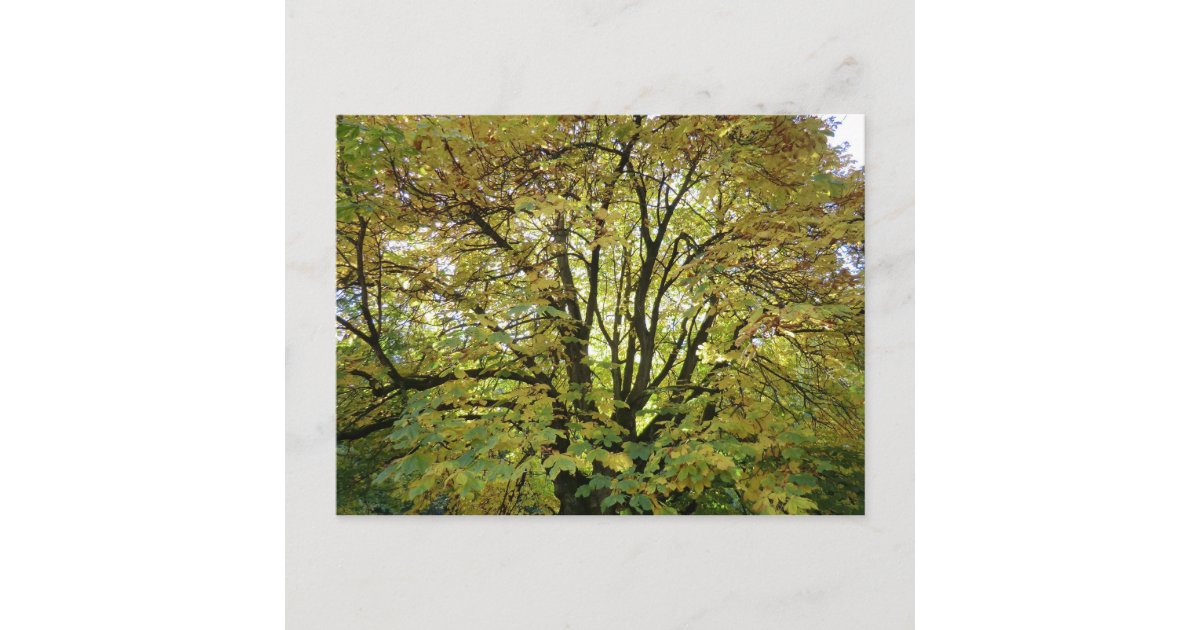 Autumn Horse Chestnut Tree Postcard | Zazzle