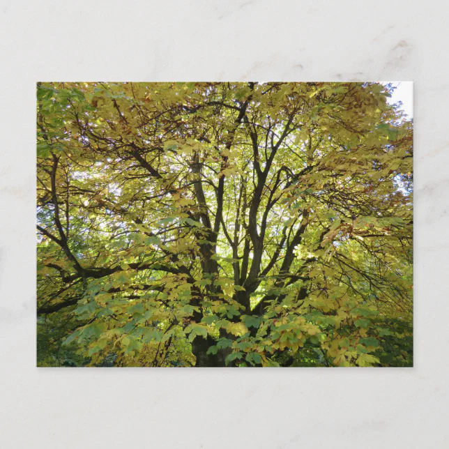 Autumn Horse Chestnut Tree Postcard | Zazzle