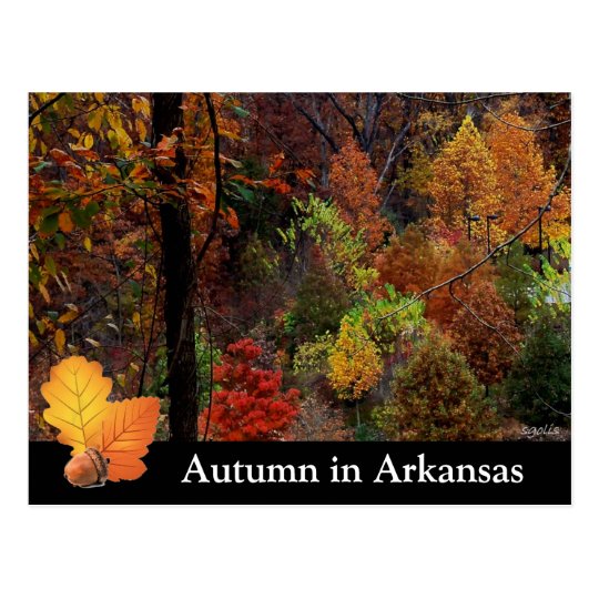 Autumn in Arkansas / Fall Season Trees Photograph Postcard | Zazzle.com