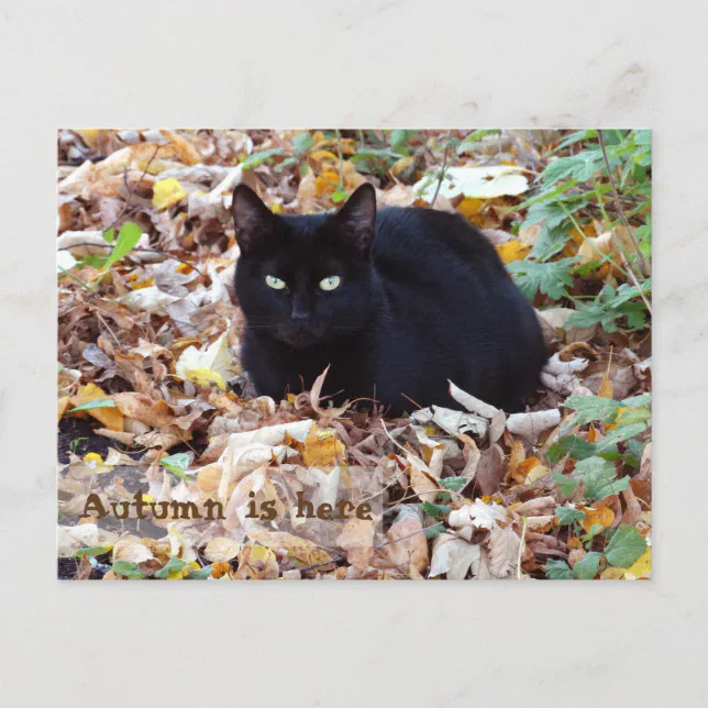 Autumn is here Black Cat Postcard | Zazzle