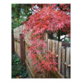Autumn Japanese Maple Leaves and Bamboo Fence Photo Print | Zazzle