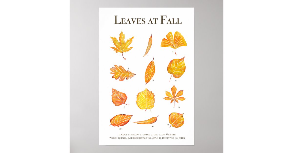 Autumn leaves collection watercolour poster | Zazzle