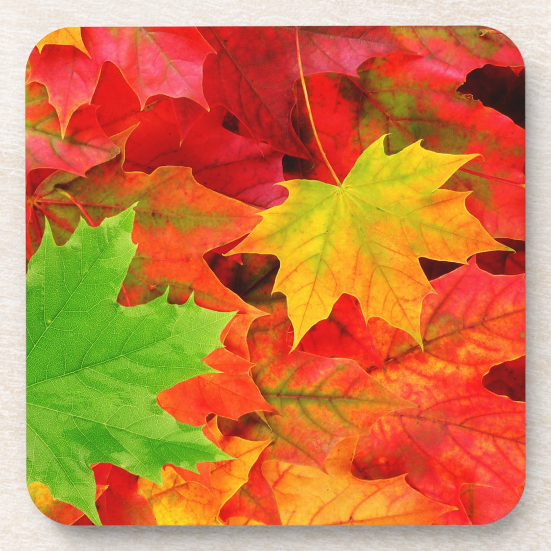 Autumn Leaves Drink Coaster | Zazzle