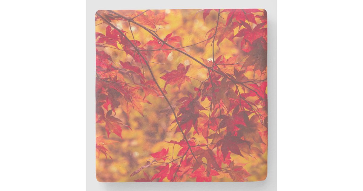 Autumn Leaves Fall Color Nature Stone Coaster | Zazzle