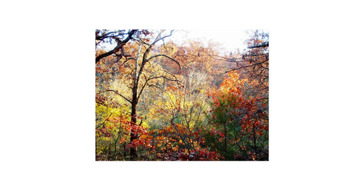 Autumn Leaves in Missouri Postcard | Zazzle.com