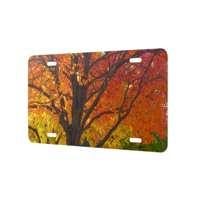 Autumn Leaves of Yellow and Orange Photo License Plate | Zazzle