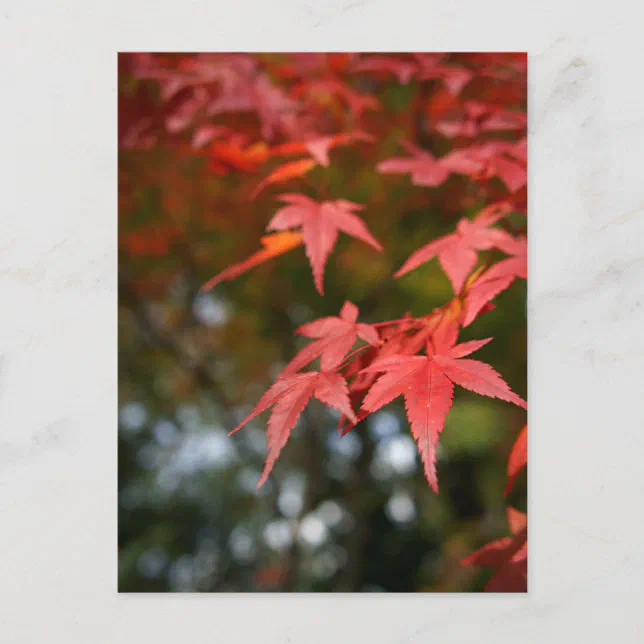Autumn Leaves Postcard | Zazzle