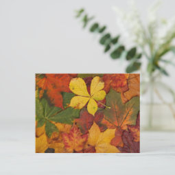 Autumn Leaves Postcard | Zazzle