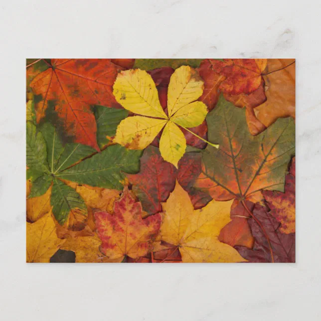Autumn Leaves Postcard | Zazzle