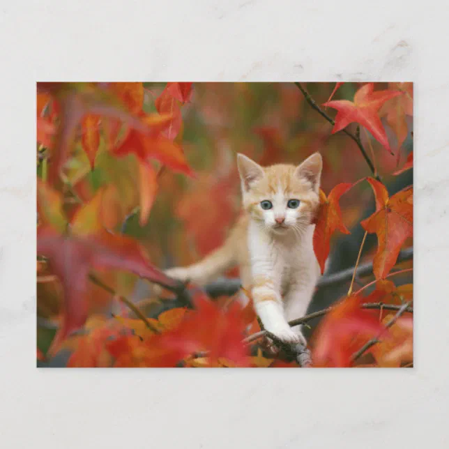 Autumn Leaves Postcard | Zazzle