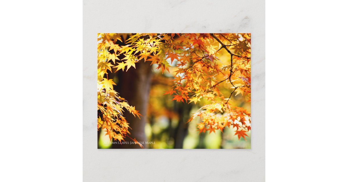 Autumn Leaves Postcard | Zazzle
