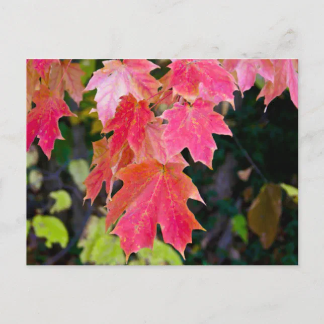 Autumn Leaves Postcard | Zazzle
