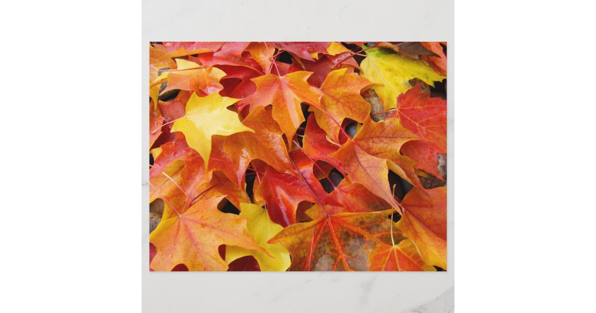 Autumn Leaves Scrapbooking paper Fall Leaves | Zazzle