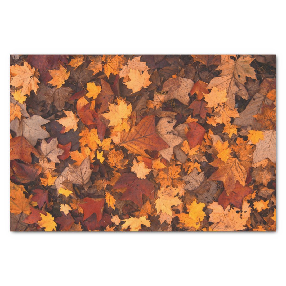 Autumn Leaves Tissue Paper | Zazzle