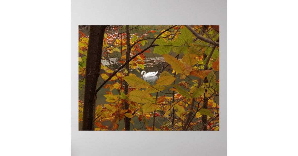 Autumn Pond with Swan Poster | Zazzle
