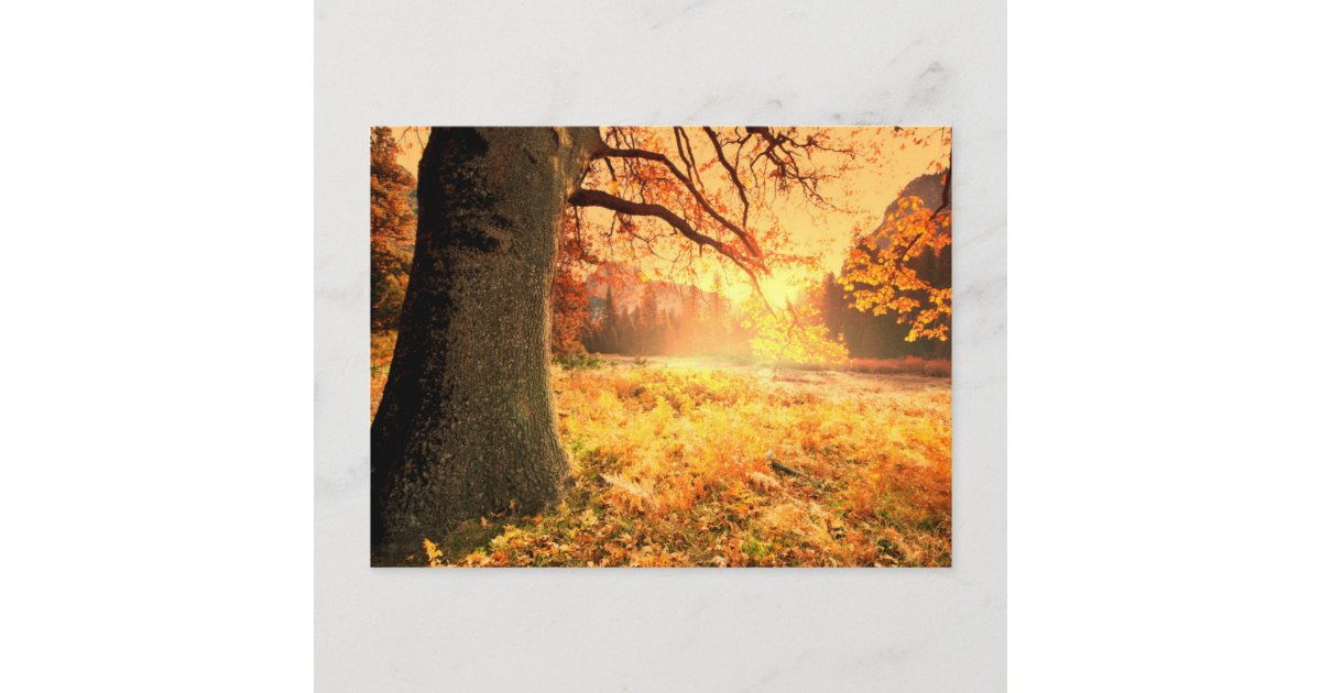 Autumn Scene Postcard | Zazzle