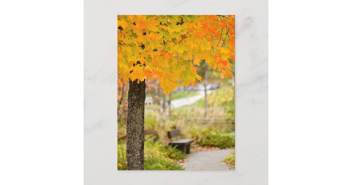 Autumn Scene Postcard | Zazzle