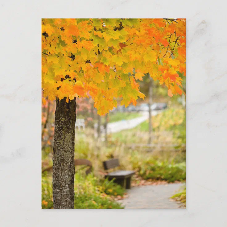 Autumn Scene Postcard | Zazzle