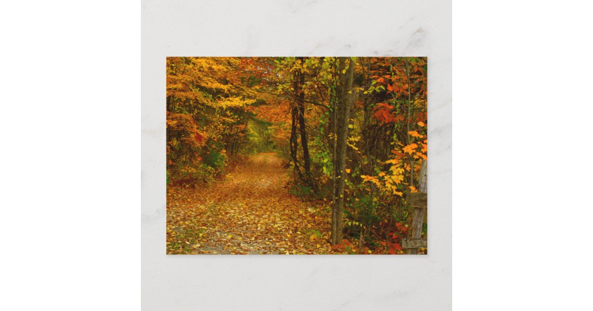 Autumn Splendor in New England Postcard | Zazzle