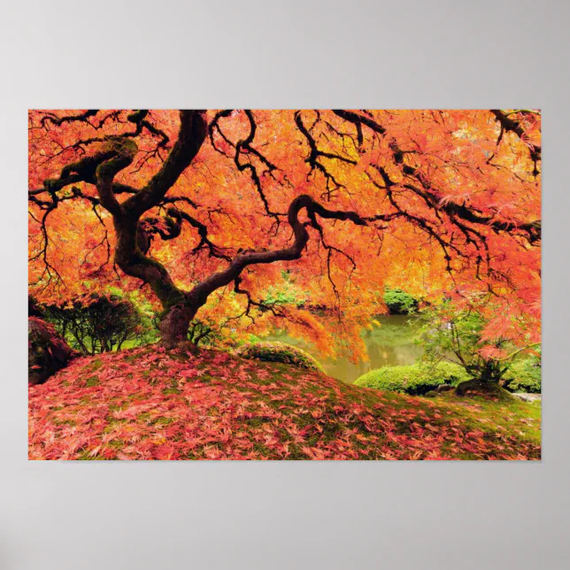 Autumn Tree Poster | Zazzle