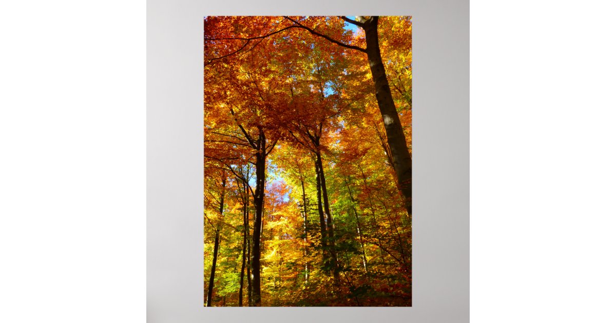 Autumn Trees Poster | Zazzle