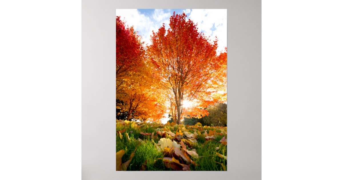 Autumn Trees Poster | Zazzle
