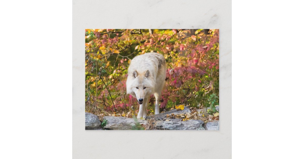 Autumn Wolf Postcard | Zazzle