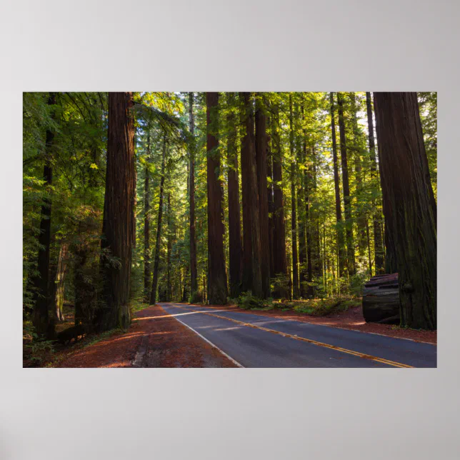 Avenue of Giant Redwood California Poster | Zazzle