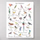 Avian Alphabet: A to Z of Birds Poster | Zazzle