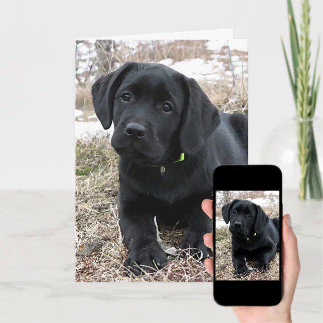 Awaiting Spring - Labrador Puppy - Black Lab Card | Zazzle