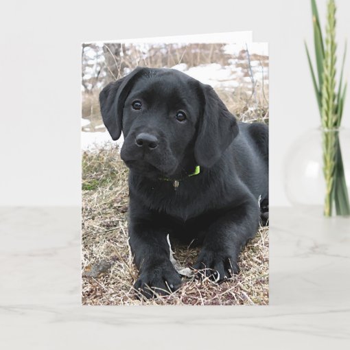 Awaiting Spring - Labrador Puppy - Black Lab Card | Zazzle