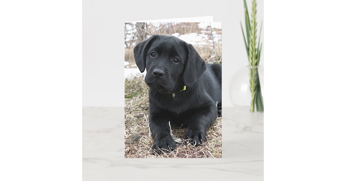 Awaiting Spring - Labrador Puppy - Black Lab Card | Zazzle