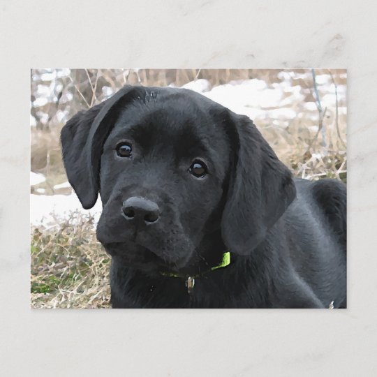 Awaiting Spring - Labrador Puppy - Black Lab Postcard | Zazzle.com